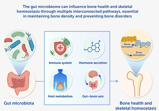 Gut Microbiota-Bone Axis