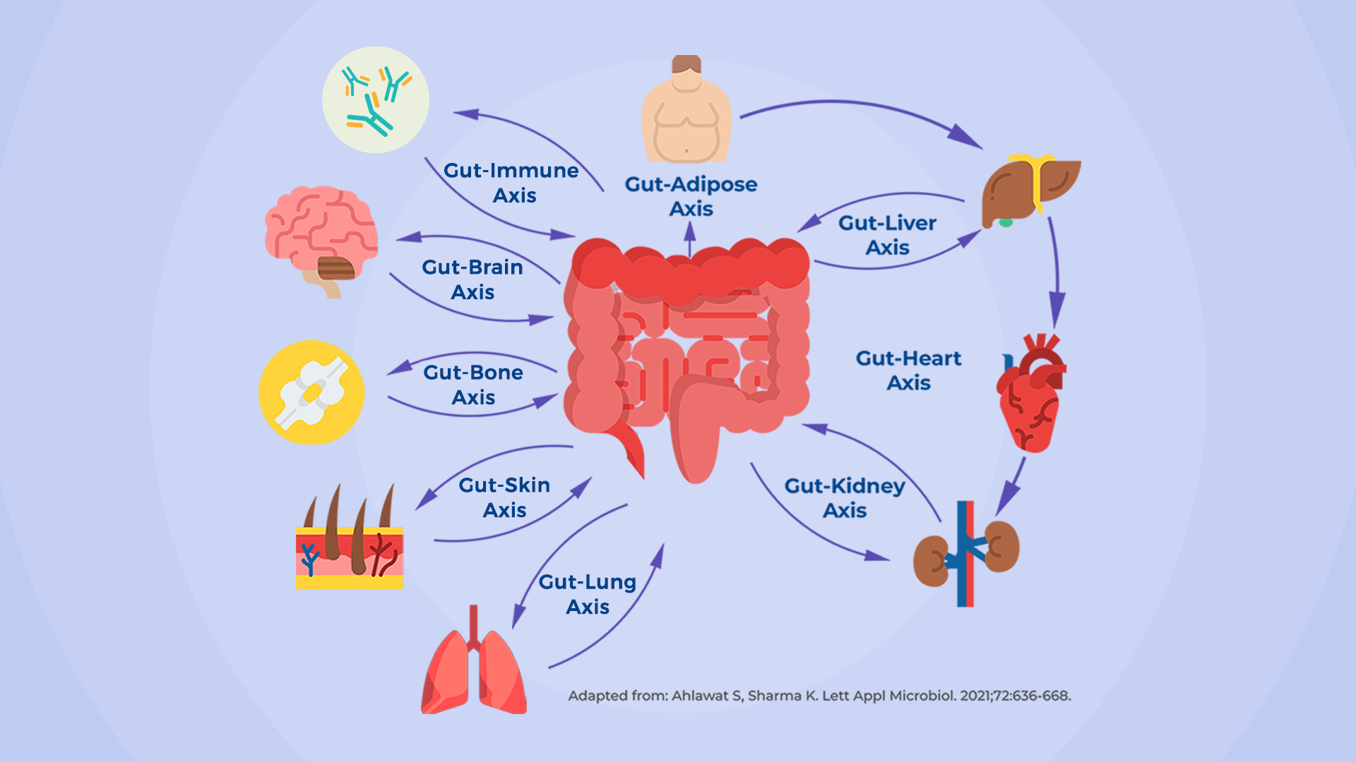 How the Gut Microbiome Shapes Health: The Role of Gut-Organ Connections