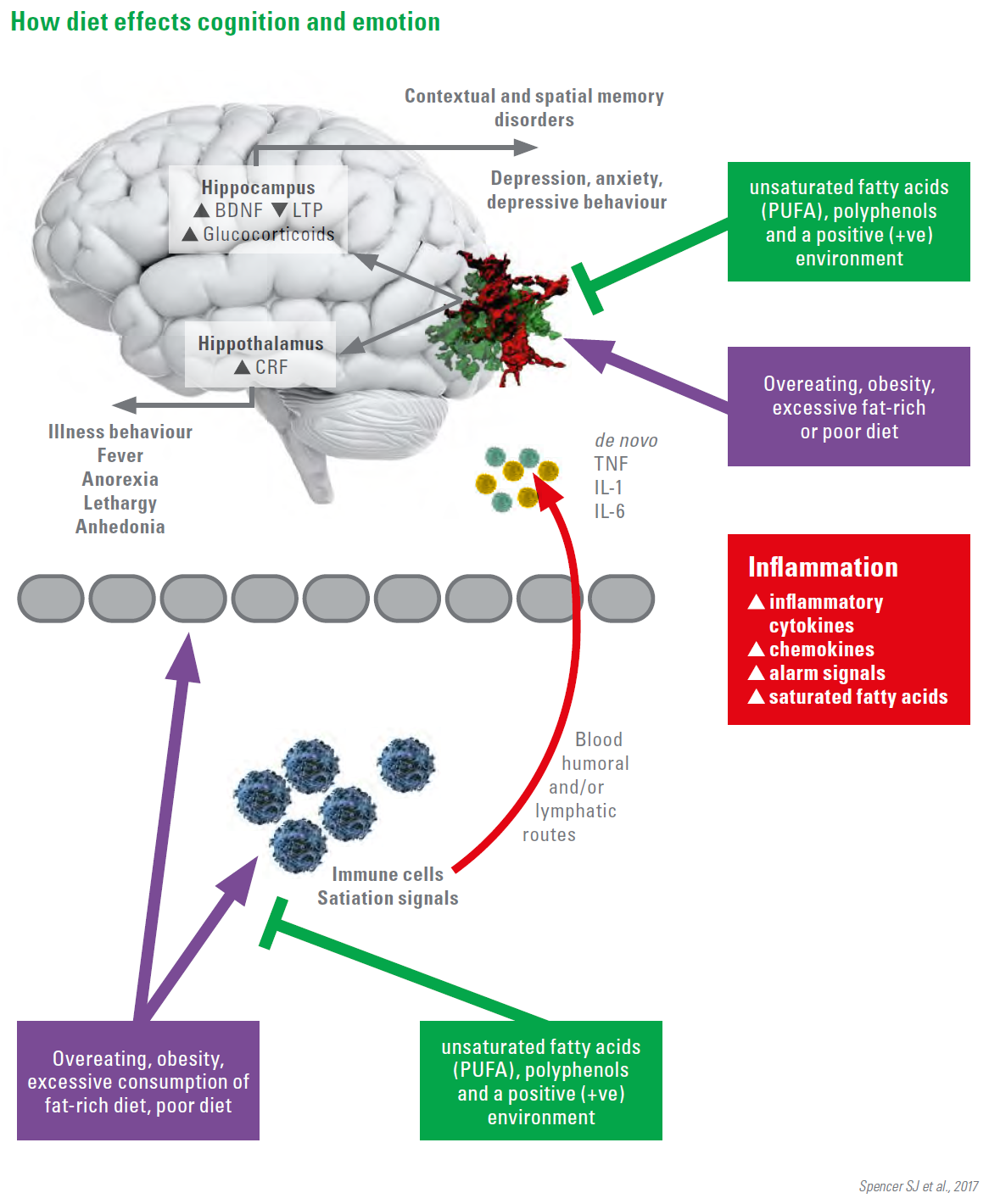 Influence of nutrition on cognition